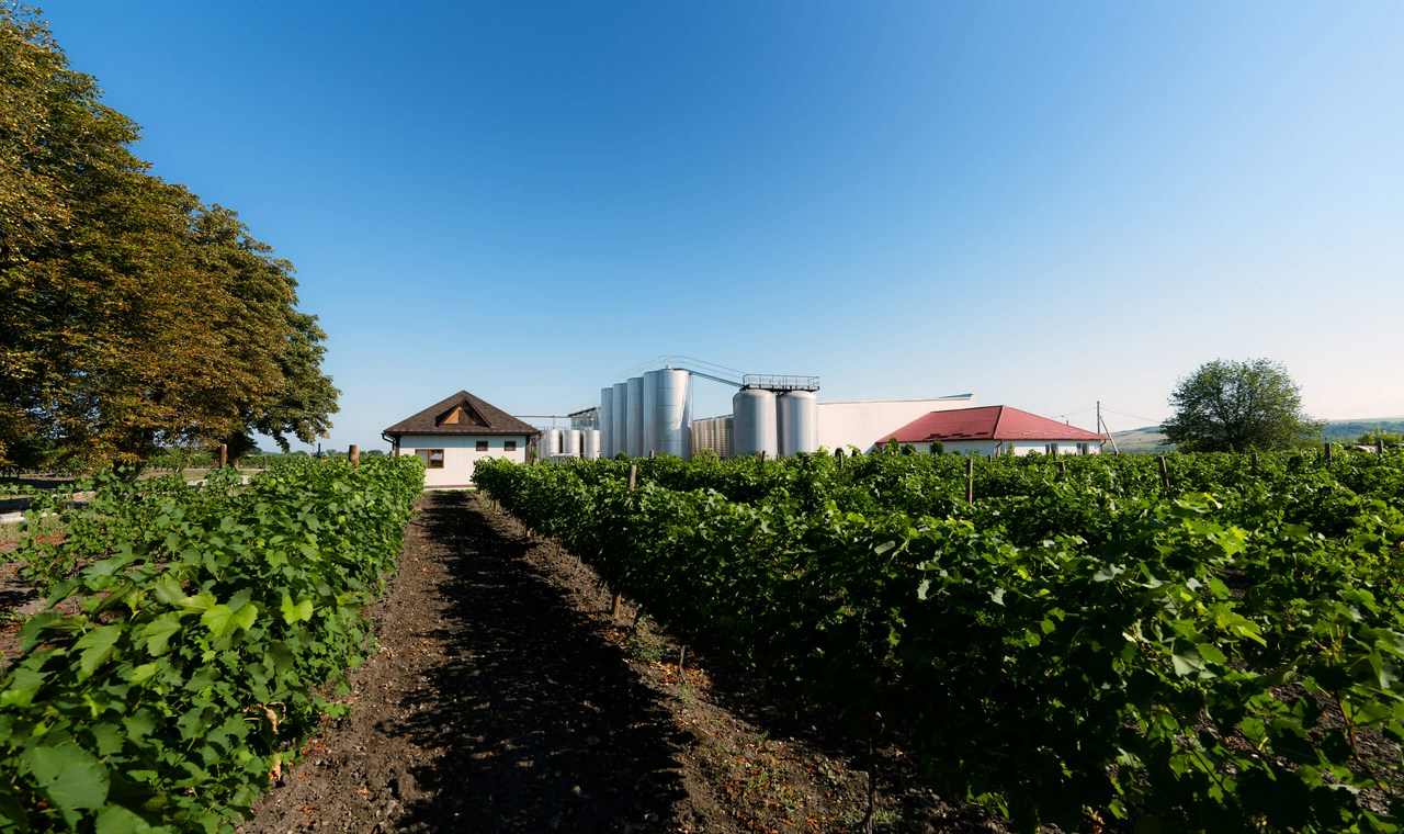 N.V. Radacini Chardonnay | Vivino US