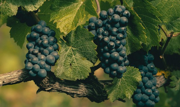 Lamothe Parrot Winery | Vivino